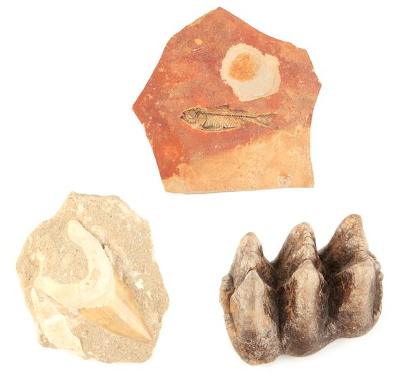 Bonhams : Group of Three Fossils