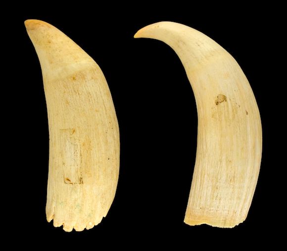 Bonhams : A pair of sperm whale's teeth 19th century 6 in. (15.2 cm ...