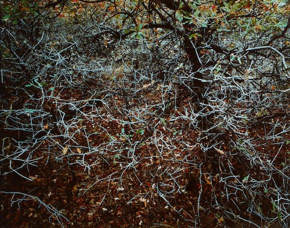 Bonhams : Robert Glenn Ketchum (American, born 1947); Gambel Oak, Mesa ...