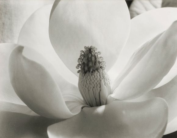 Bonhams : Imogen Cunningham (American, 1883-1976); Magnolia Blossom;