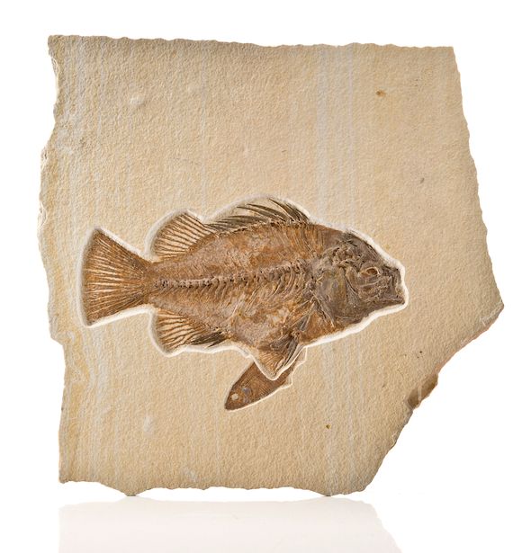 Bonhams : Priscacara Fossil Fish
