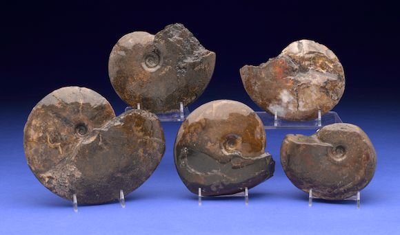 Bonhams : Five Ammonites