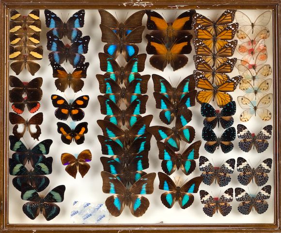 Bonhams : Forty Framed Butterfly Collections