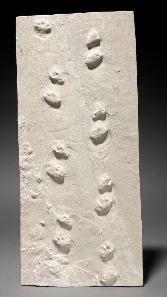 Bonhams : Fossil Reptile Tracks