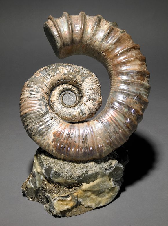 Bonhams : Opalescent Uncoiled Ammonite