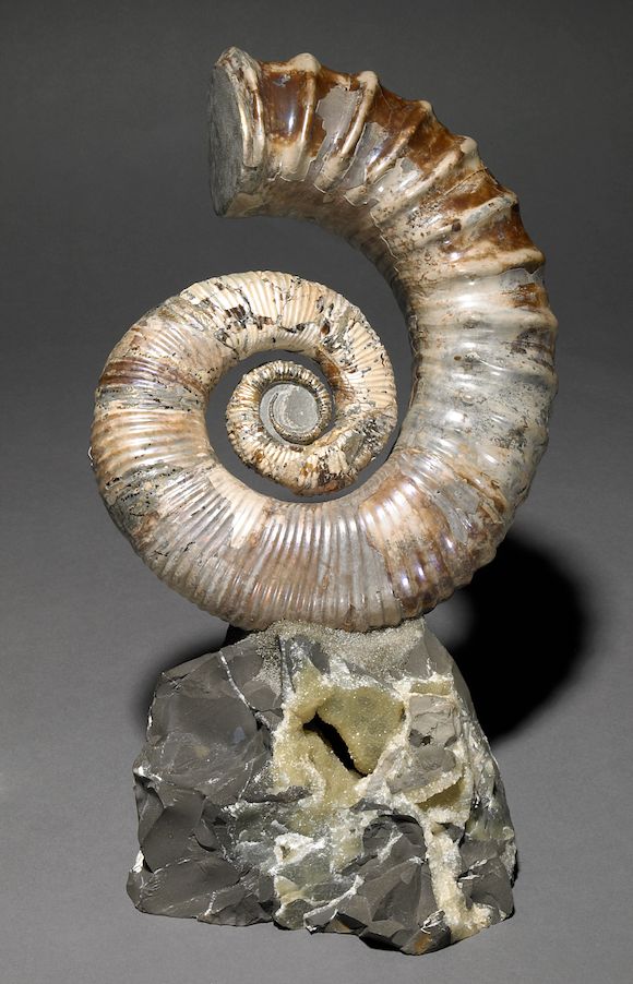 Bonhams : Uncoiled Ammonite