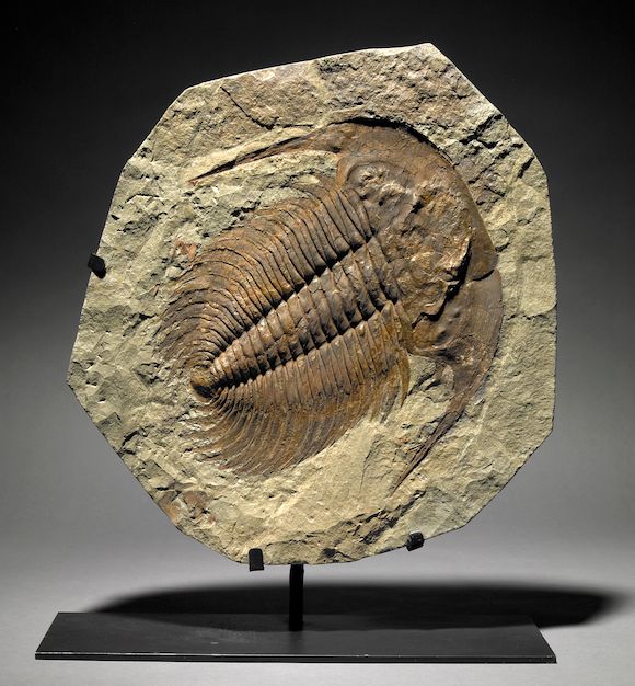 Bonhams : Moroccan Trilobite on Stand