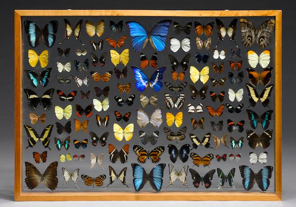Bonhams : Framed Collection of One Hundred Butterflies