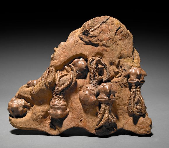 Bonhams : Australian Crinoids in Matrix