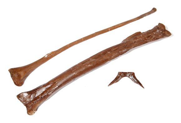Bonhams : Rare Dinosaur Leg Bones