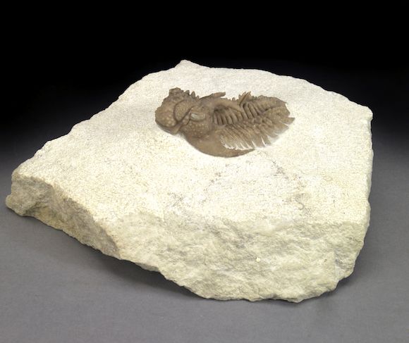 Bonhams : Rare Spiny Trilobite