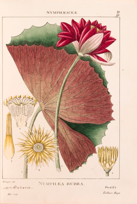 Bonhams : WIGHT, ROBERT. 1796-1872. Illustrations of Indian Botany; or ...