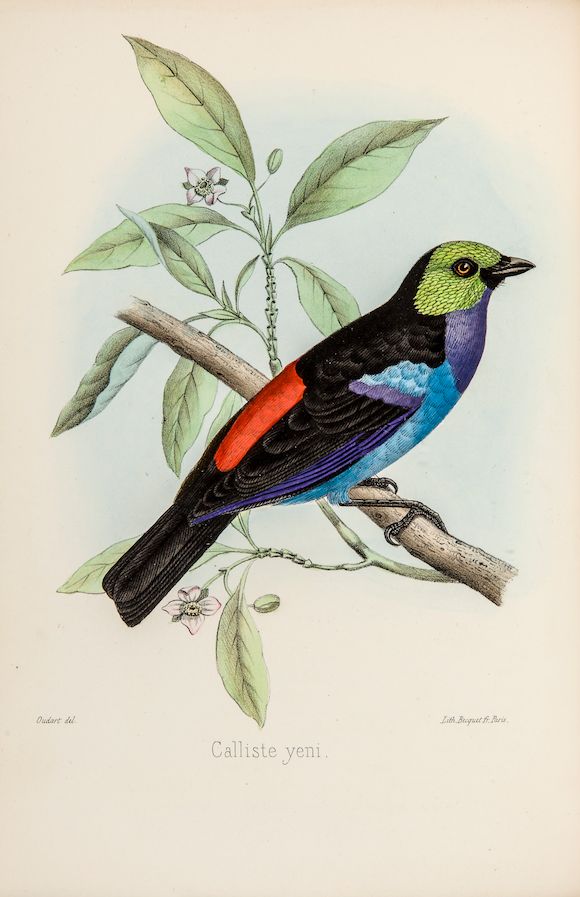 Bonhams : SCLATER, PHILIP LUTLEY. 1829-1913. The Monograph of the Birds ...