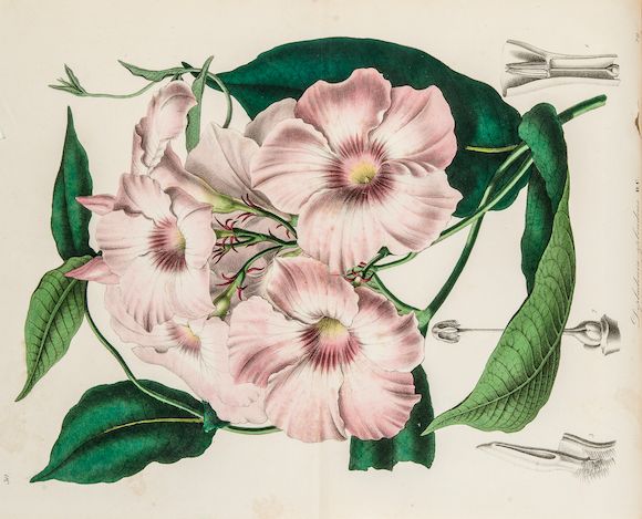 Bonhams : LEMAIRE, CHARLES, et al. Flore des serres et des jardins de l ...