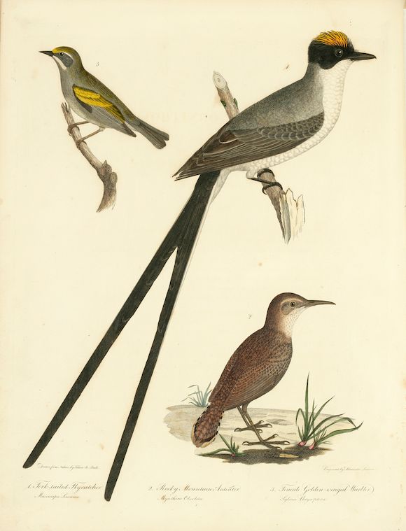 Bonhams : BONAPARTE, CHARLES LUCIEN. 1803-1857. American Ornithology ...