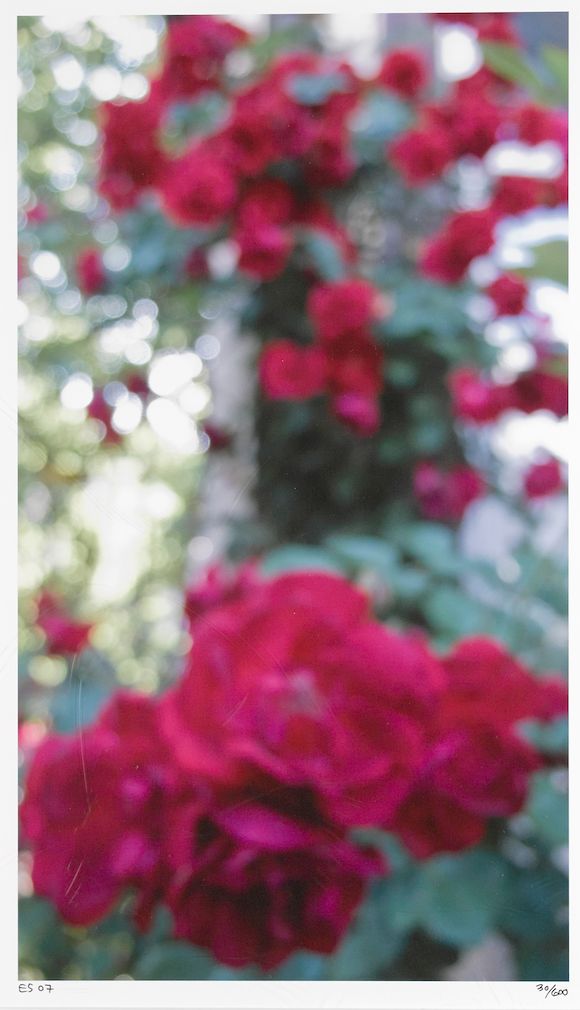 Bonhams : Evan Scheele; Roses;