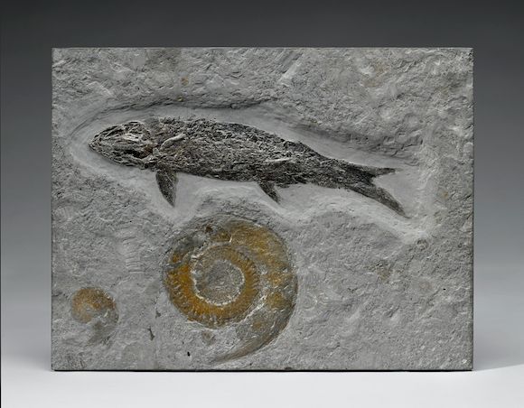 Bonhams : A Rare Jurassic Fish with Ammonite