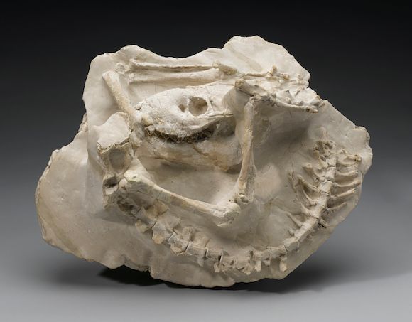Bonhams : Oredont with Partial Skeleton