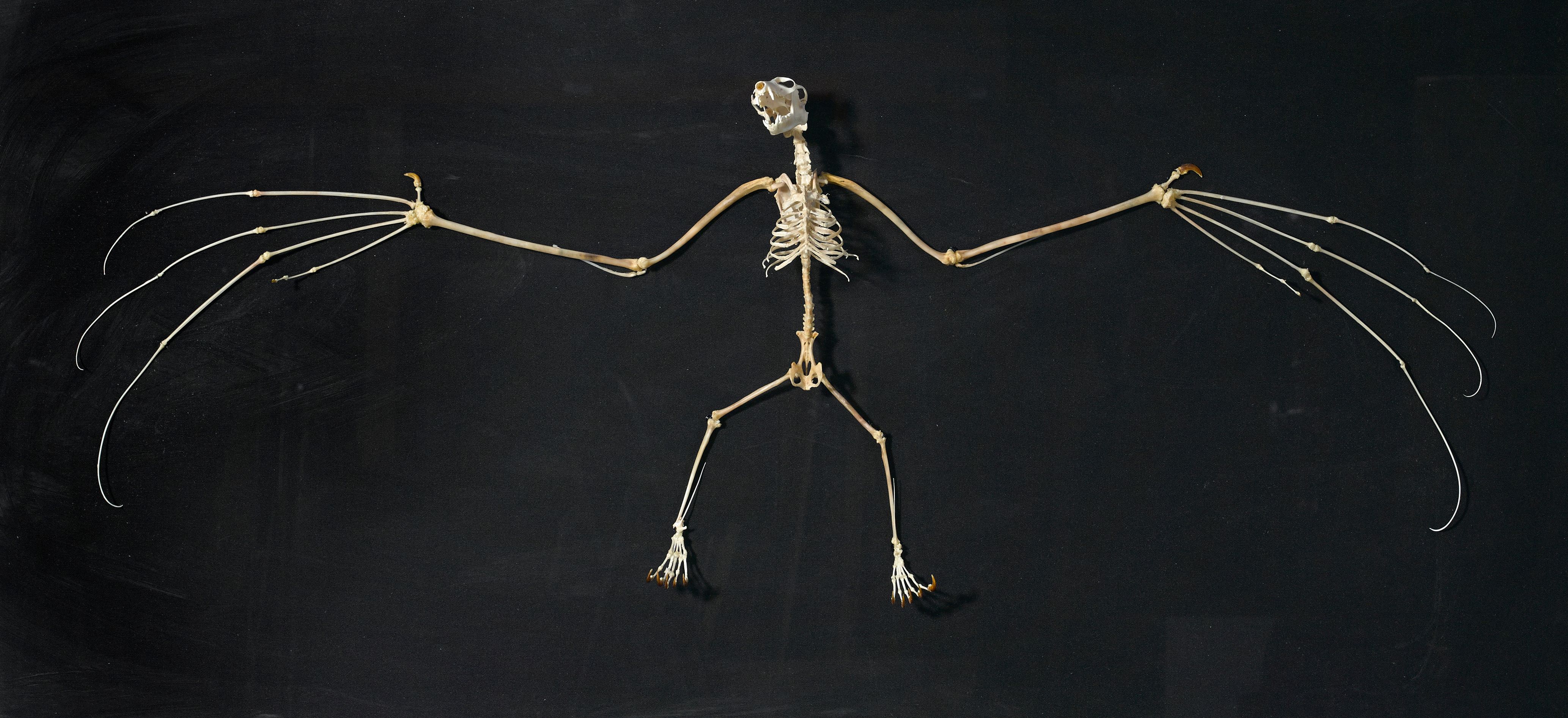 Bonhams : Giant Bat Skeleton