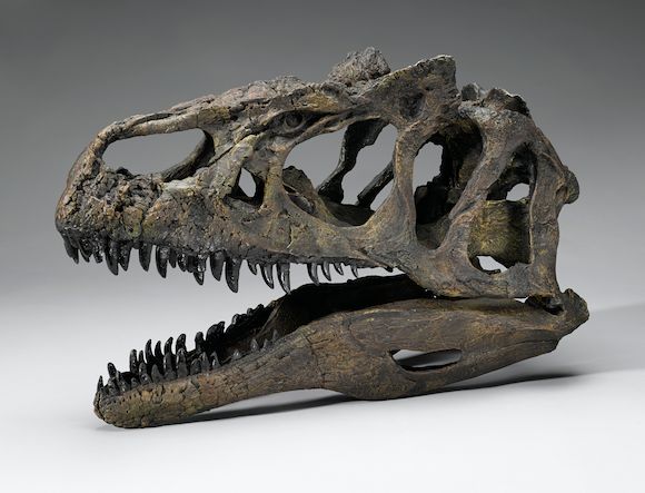 Bonhams : Allosaurus Skull - Research Quality Cast Replica