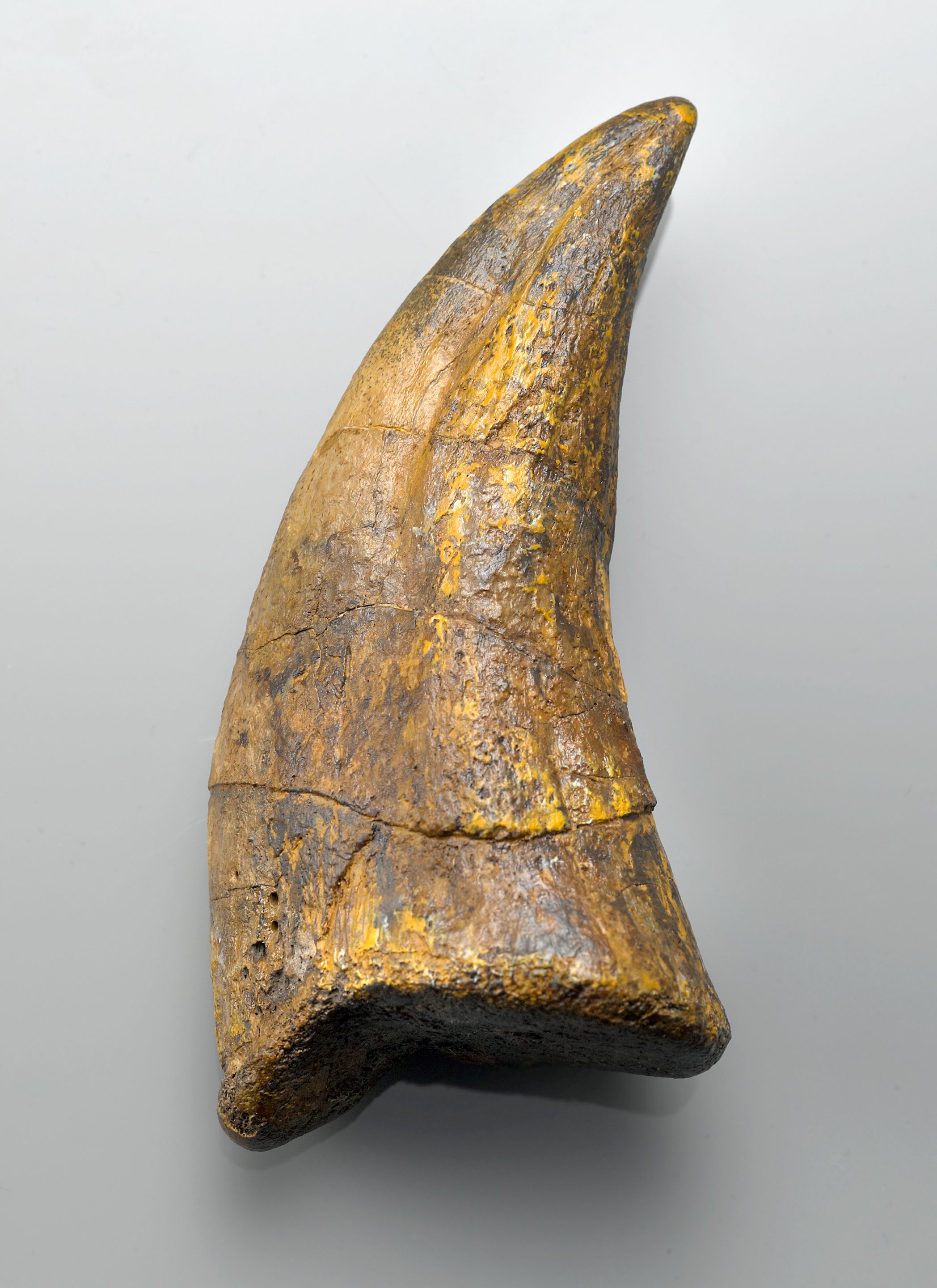 Tyrannosaurus rex Hallux Claw – A Recent Find - auctions & price archive
