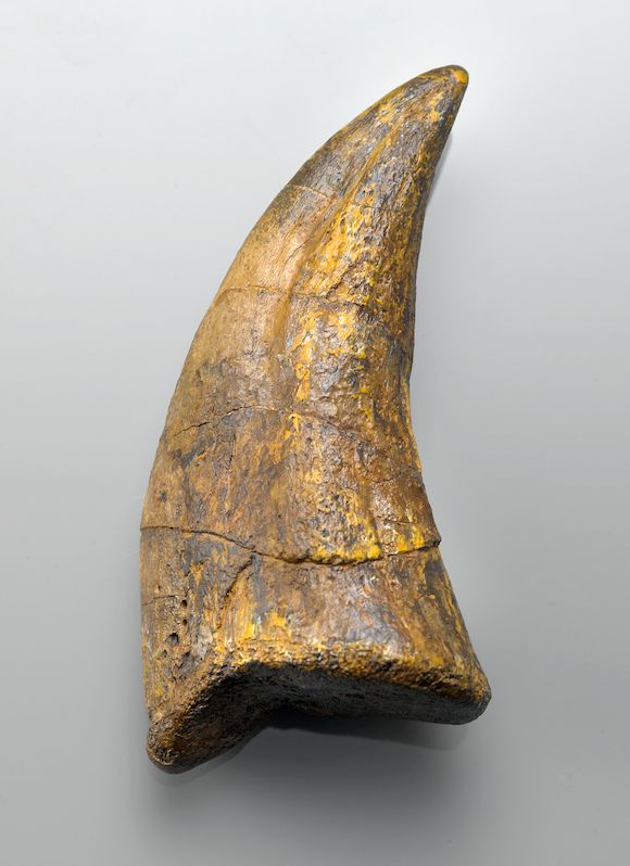 Bonhams : Tyrannosaurus rex Hallux Claw – A Recent Find