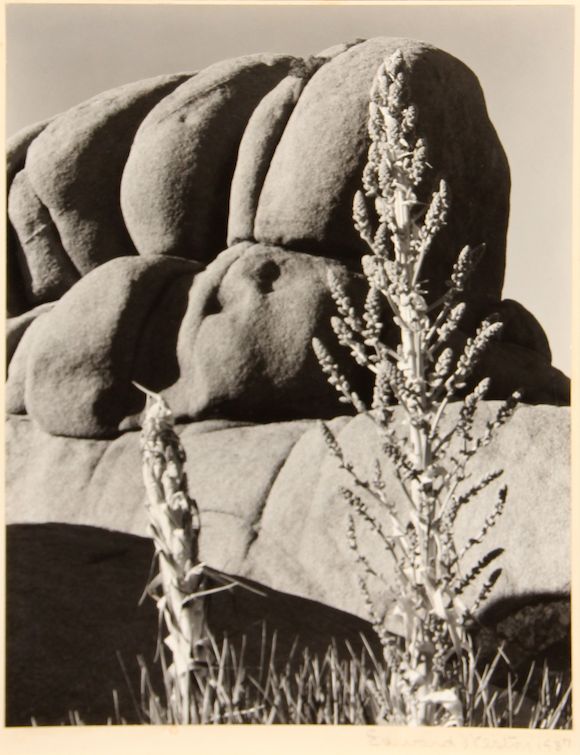 Bonhams : Edward Weston (American, 1886-1958); Yucca, Wonderland of Rocks;