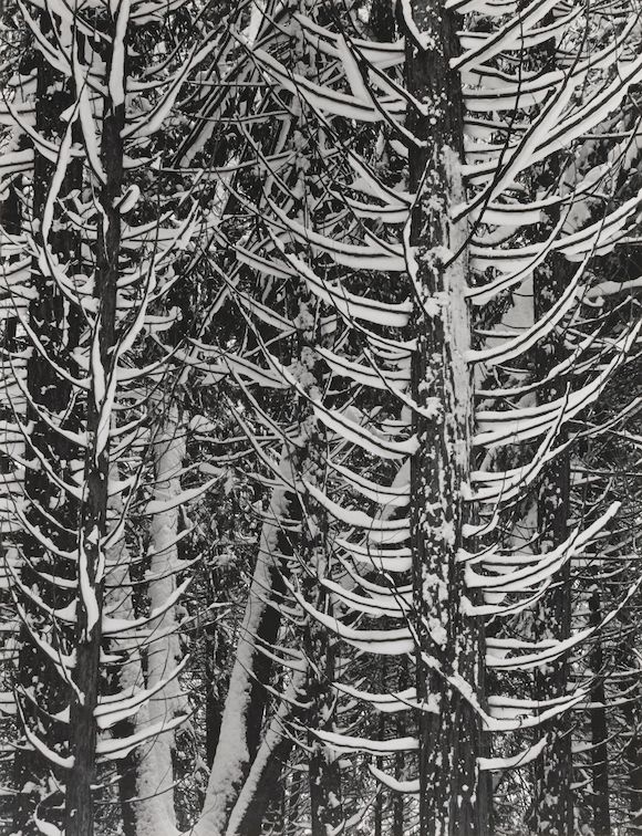 Bonhams : Ansel Adams (American, 1902-1984); Winter, Forest Detail ...