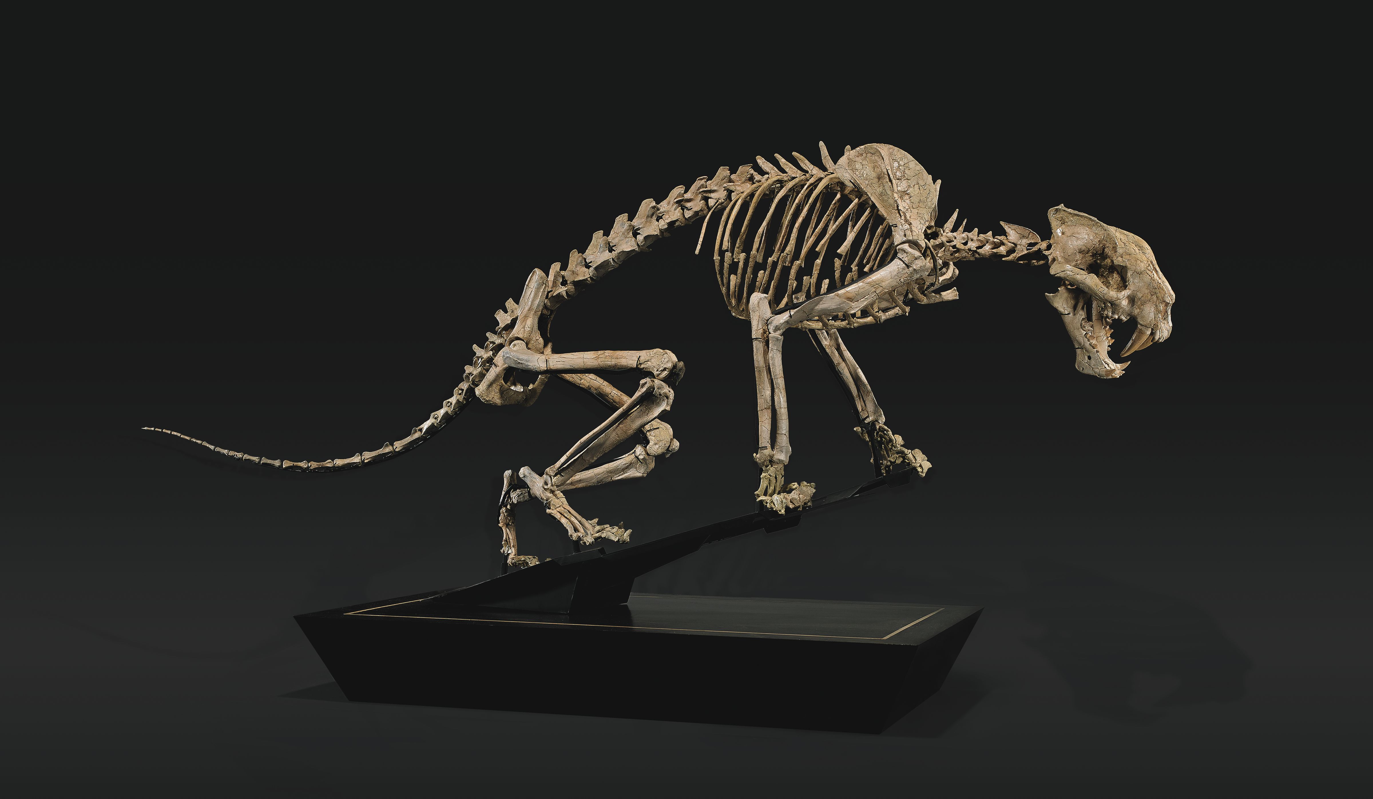 Bonhams : Rare Nimravid - Incomparable Mounted Skeleton