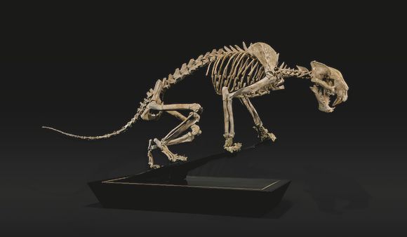 Bonhams : Rare Nimravid – Incomparable Mounted Skeleton