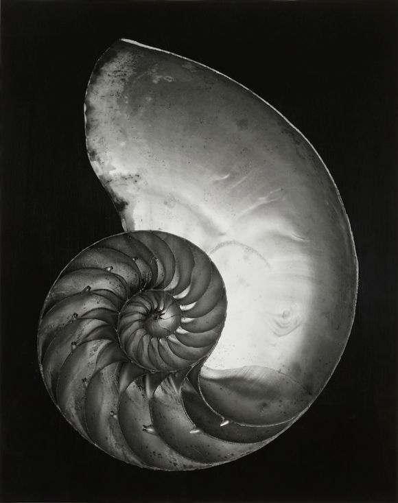 Bonhams : Edward Weston (1886-1958); Nautilus Shell (Half);