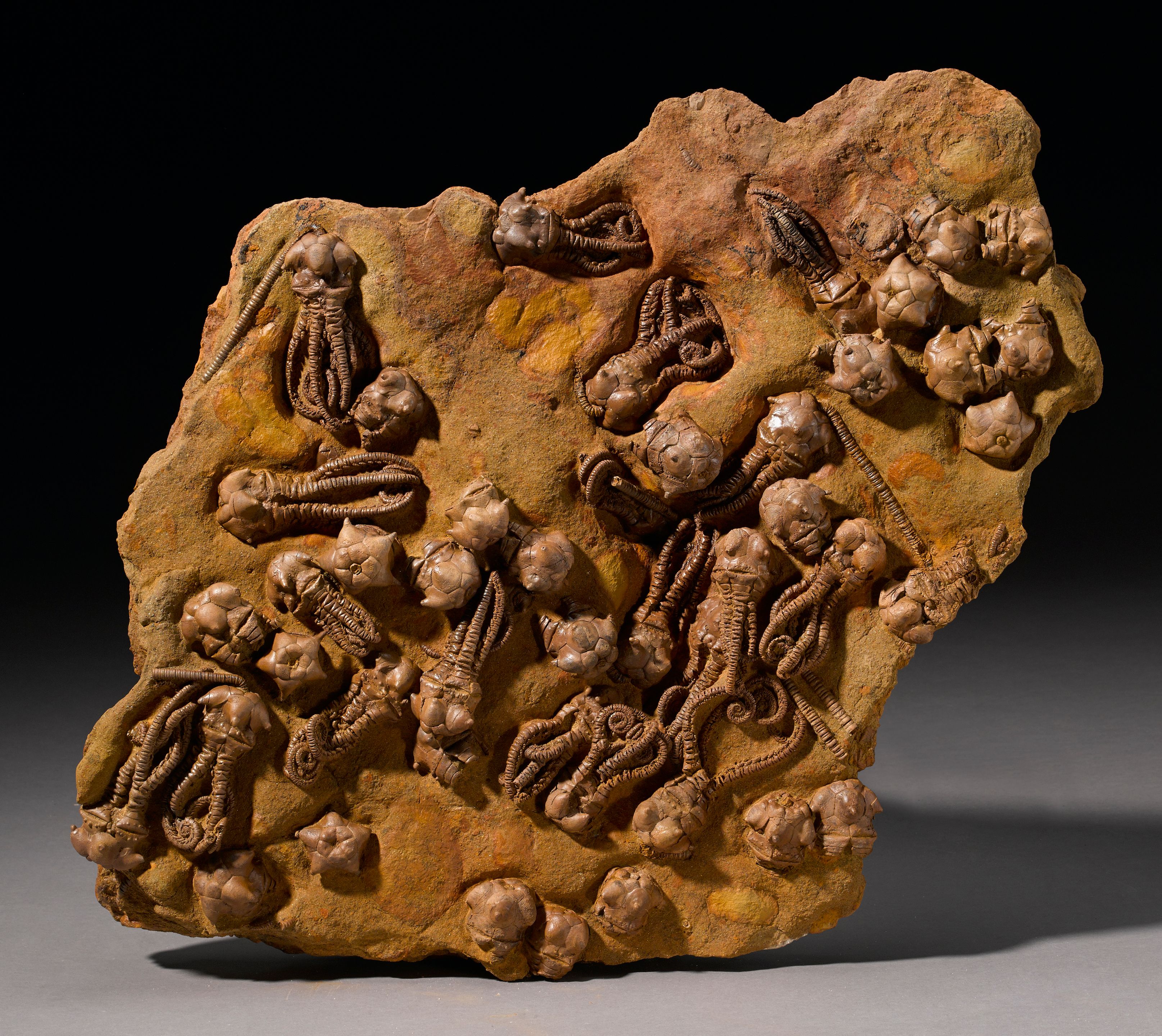 Bonhams : Rare Australian Crinoid Group
