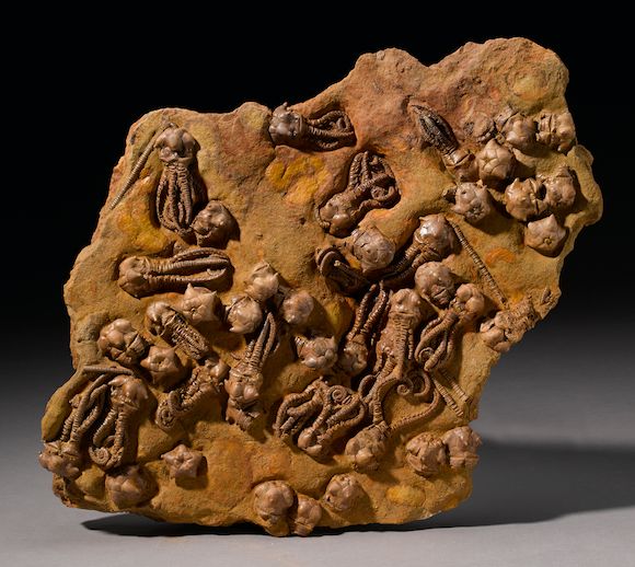 Bonhams : Rare Australian Crinoid Group
