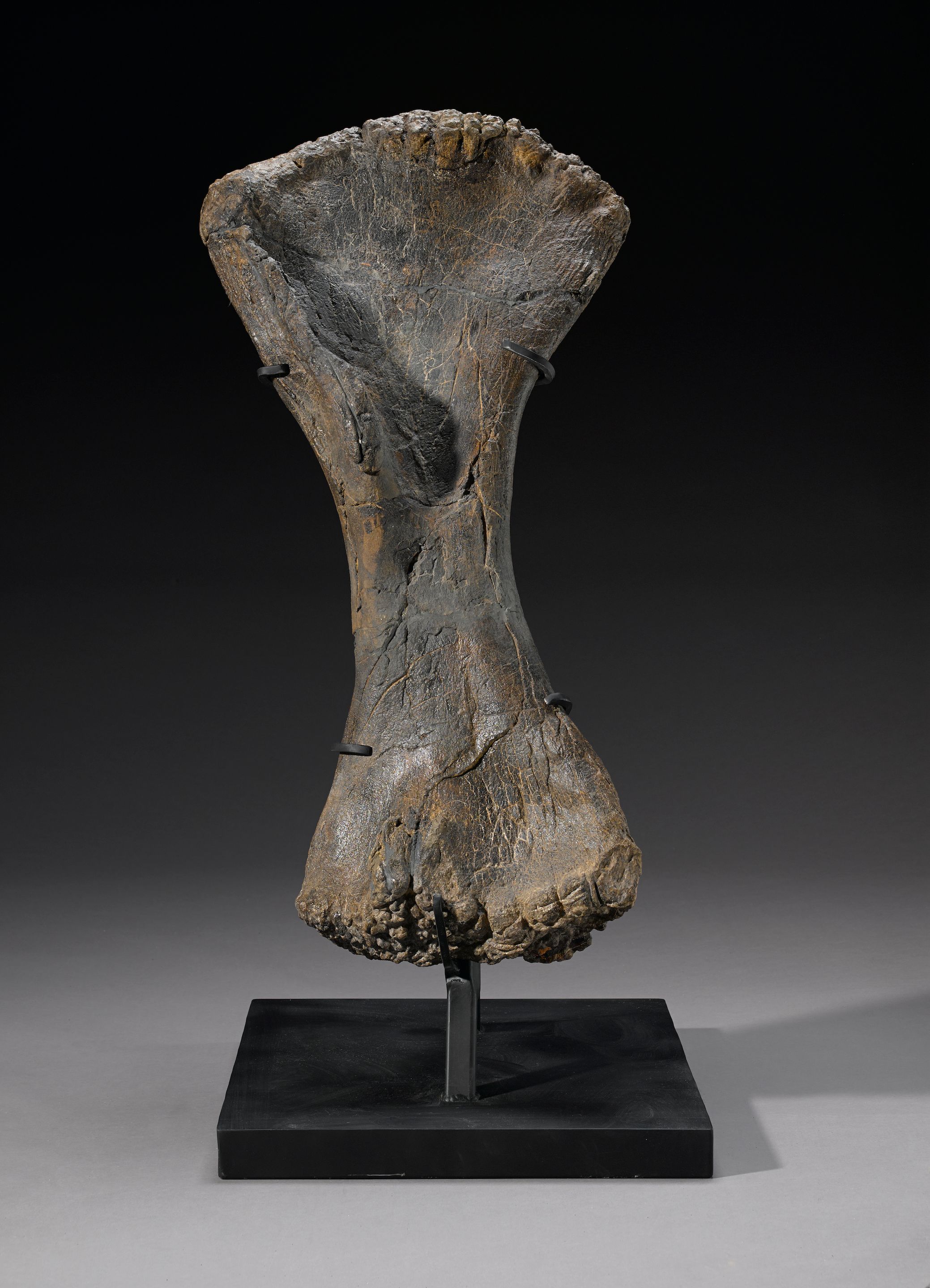 Bonhams : Massive Dinosaur Humerus