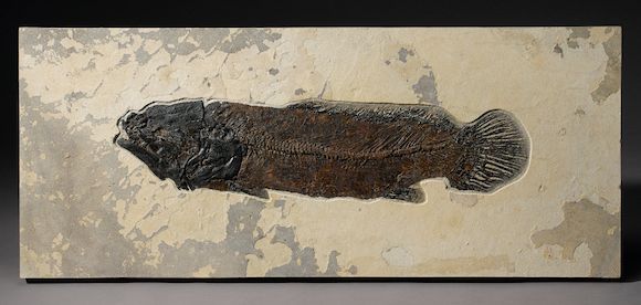 Bonhams : A Rare Fossil Bowfin
