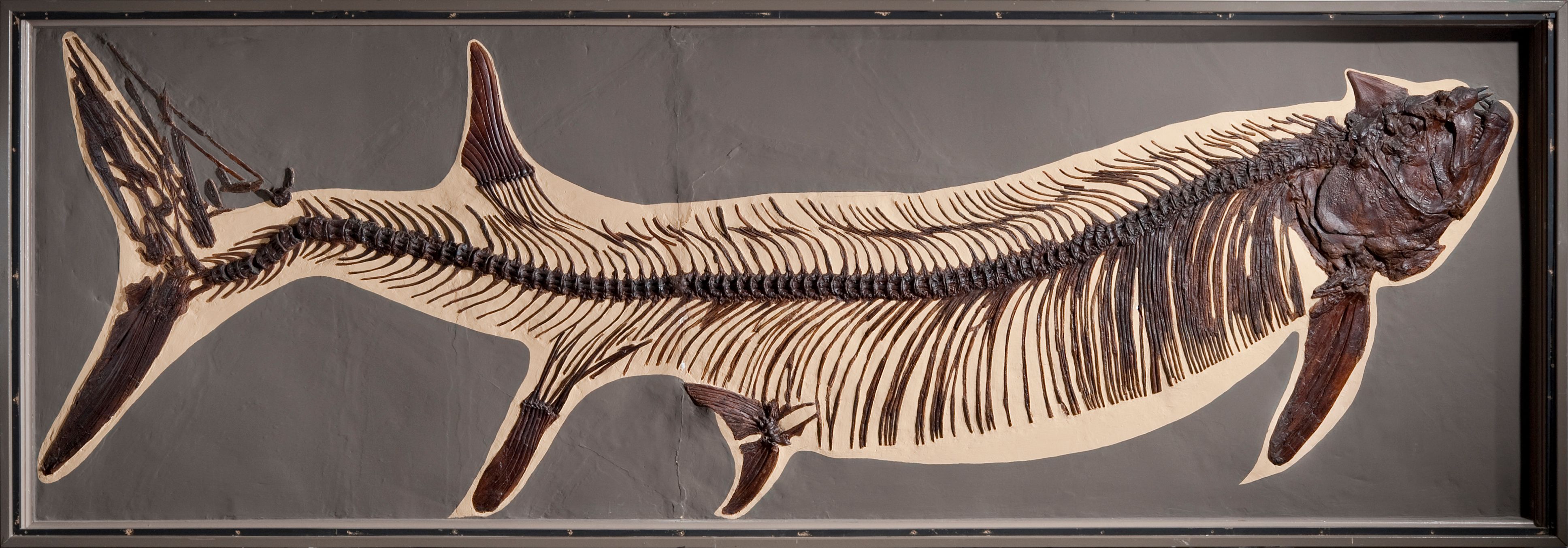 Historic Giant Cretaceous Fish Skeleton - auctions & price archive