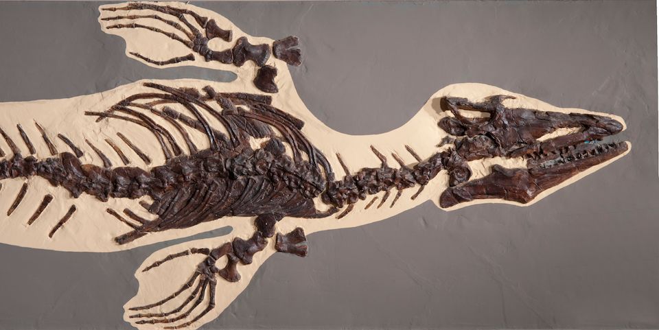 Bonhams : Historic Mosasaur Skeleton from Kansas
