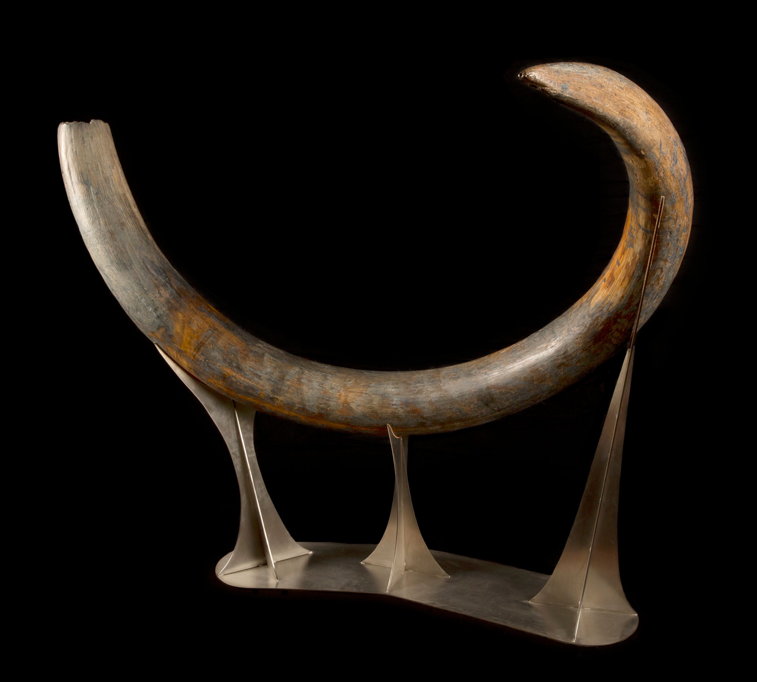 Bonhams : Immense Blue Mammoth Tusk