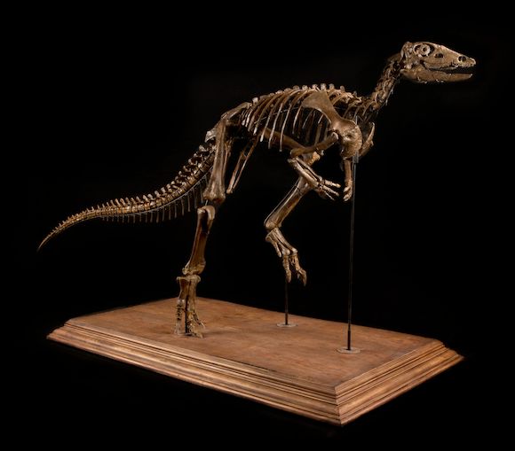 Bonhams : Incomparable Ornithopod Skeleton