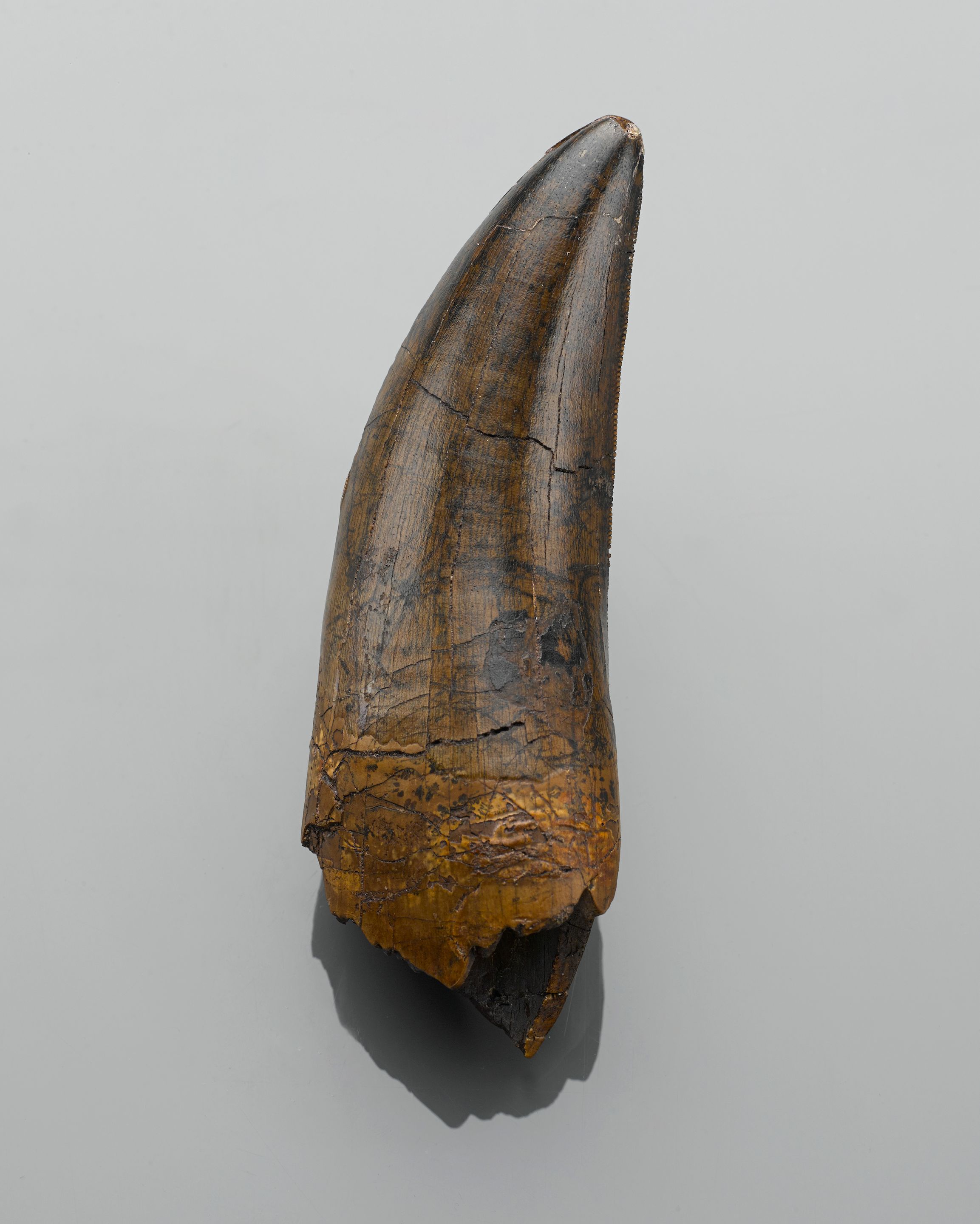 Bonhams : Superb T-Rex tooth