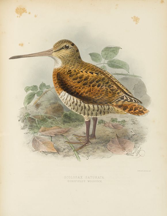 Bonhams : SEEBOHM, HENRY. 1832-1895. The Geographical Distribution of ...