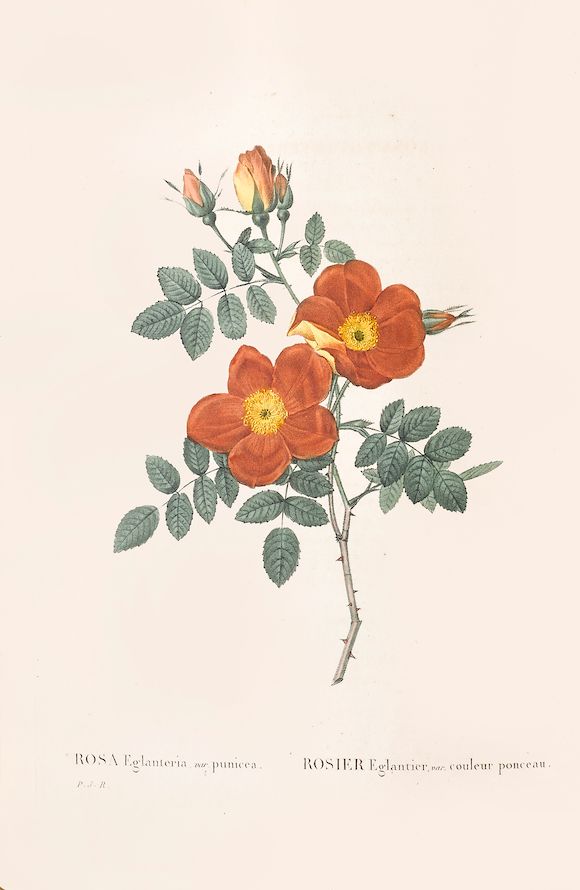 Bonhams : REDOUTE, PIERRE JOSEPH & CLAUDE ANTOINE THORY. Les Roses ...