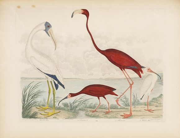 Bonhams : WILSON, ALEXANDER, and CHARLES LUCIEN BONAPARTE. American ...