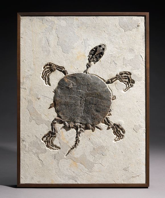 Bonhams : Eocene Turtle