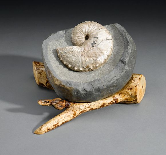 Bonhams : Rare Iridescent Scaphite Ammonite in Matrix