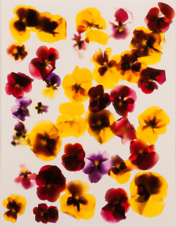 Bonhams : ADAM FUSS (b. 1961) Untitled (Flowers), 1996