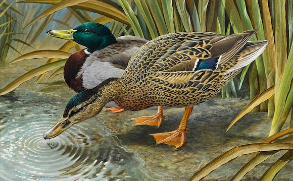 Bonhams : Basil Ede (English, 1931) A pair of mallards 12 3/4 x 20 1/2in