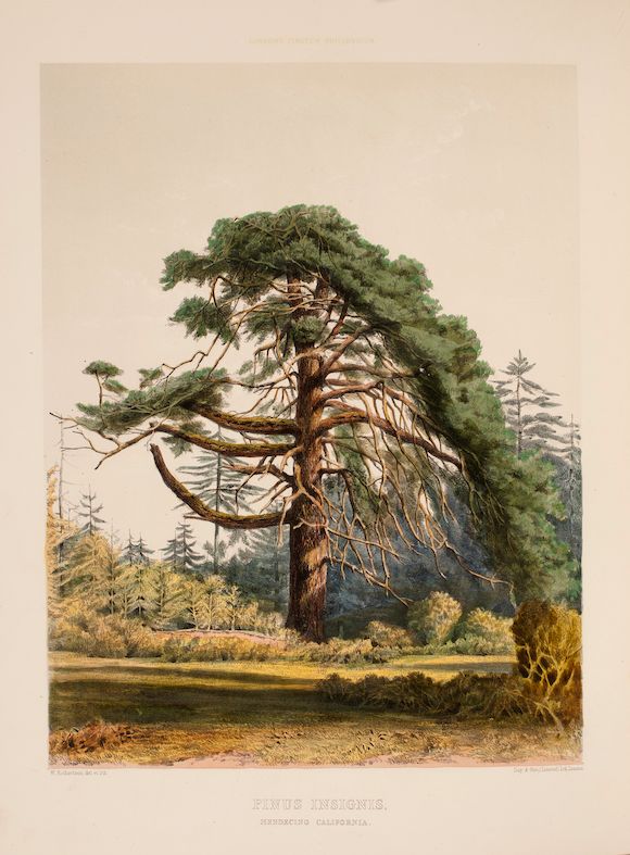 Bonhams : RAVENSCROFT, EDWARD. 1816-1890. The Pinetum Britannicum. A ...