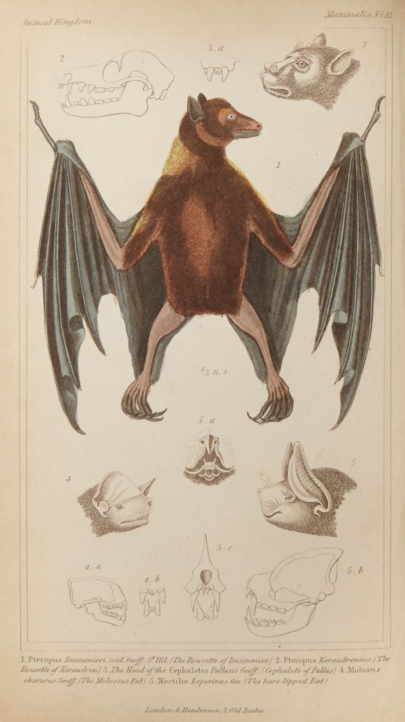 Bonhams : CUVIER, BARON (GEORGES LEPOLD CHRETIEN). 1769-1832. The ...