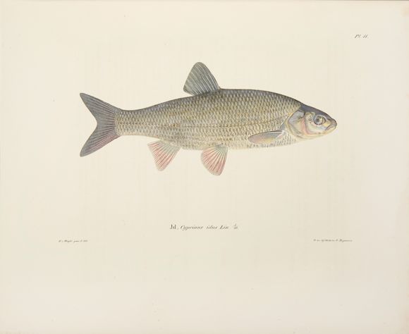 Bonhams : WRIGHT, WILHELM VON, illustrator. FRIES, BENGT FRIEDRICH ...